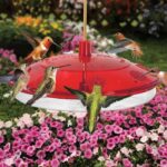 Bird's Choice HummerDome 8 Ounce Hummingbird Bird Feeder with Red Dome ...