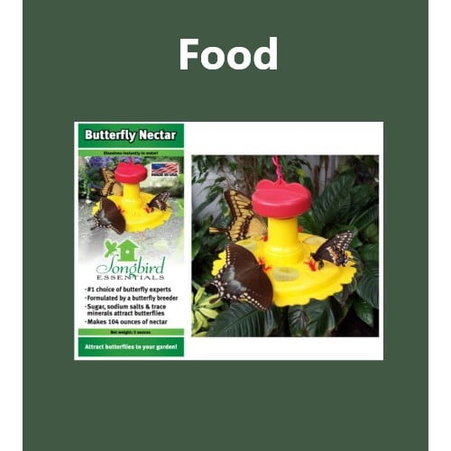 Butterfly Food Archives - Backyard Chirper